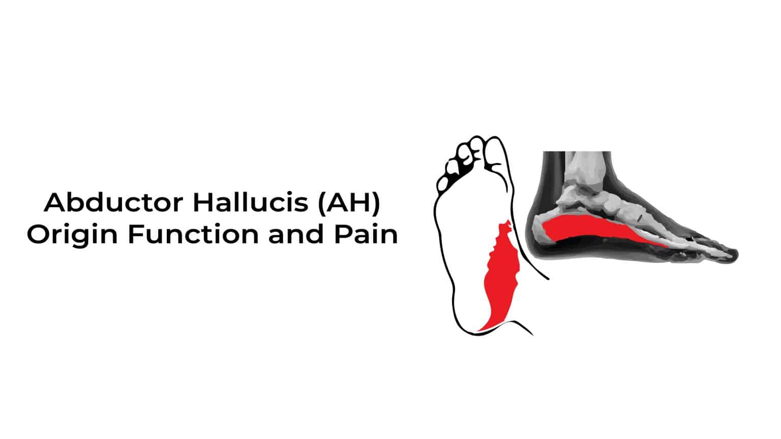 Abductor Hallucis (AH): Origin,Function, and Pain ~ Statcardiologist