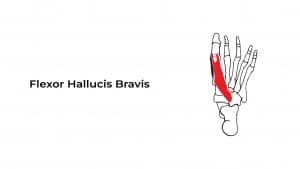 Flexor Hallucis Brevis ~ Statcardiologist