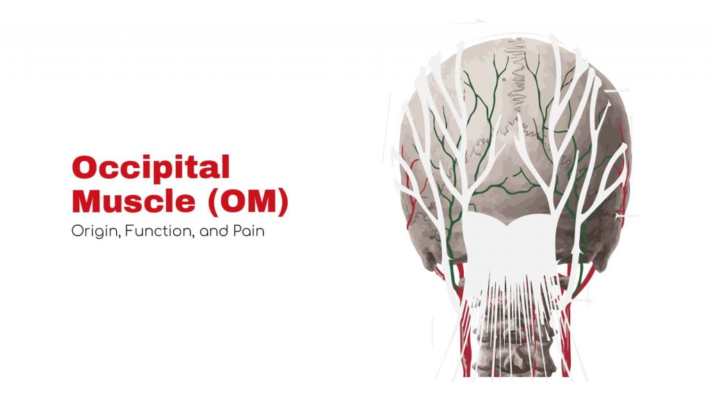 Occipital Muscle (OM): Origin, Function, and Pain ~ Statcardiologist
