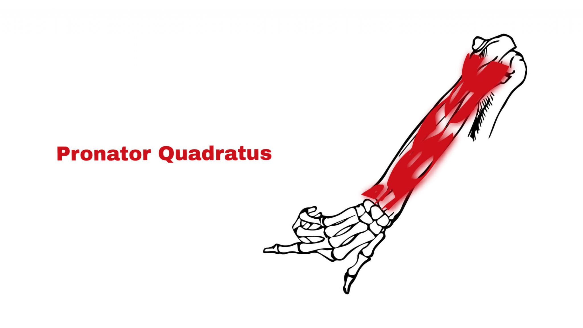 Pronator Quadratus ~ Statcardiologist