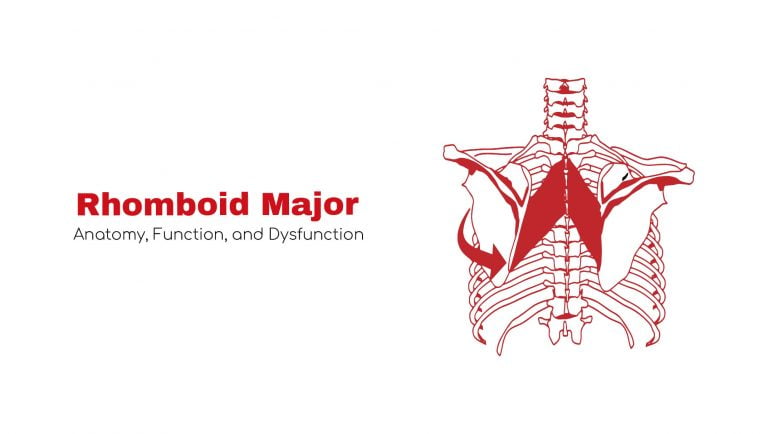 Rhomboid Major:Anatomy,Function,and More~Statcardiologist