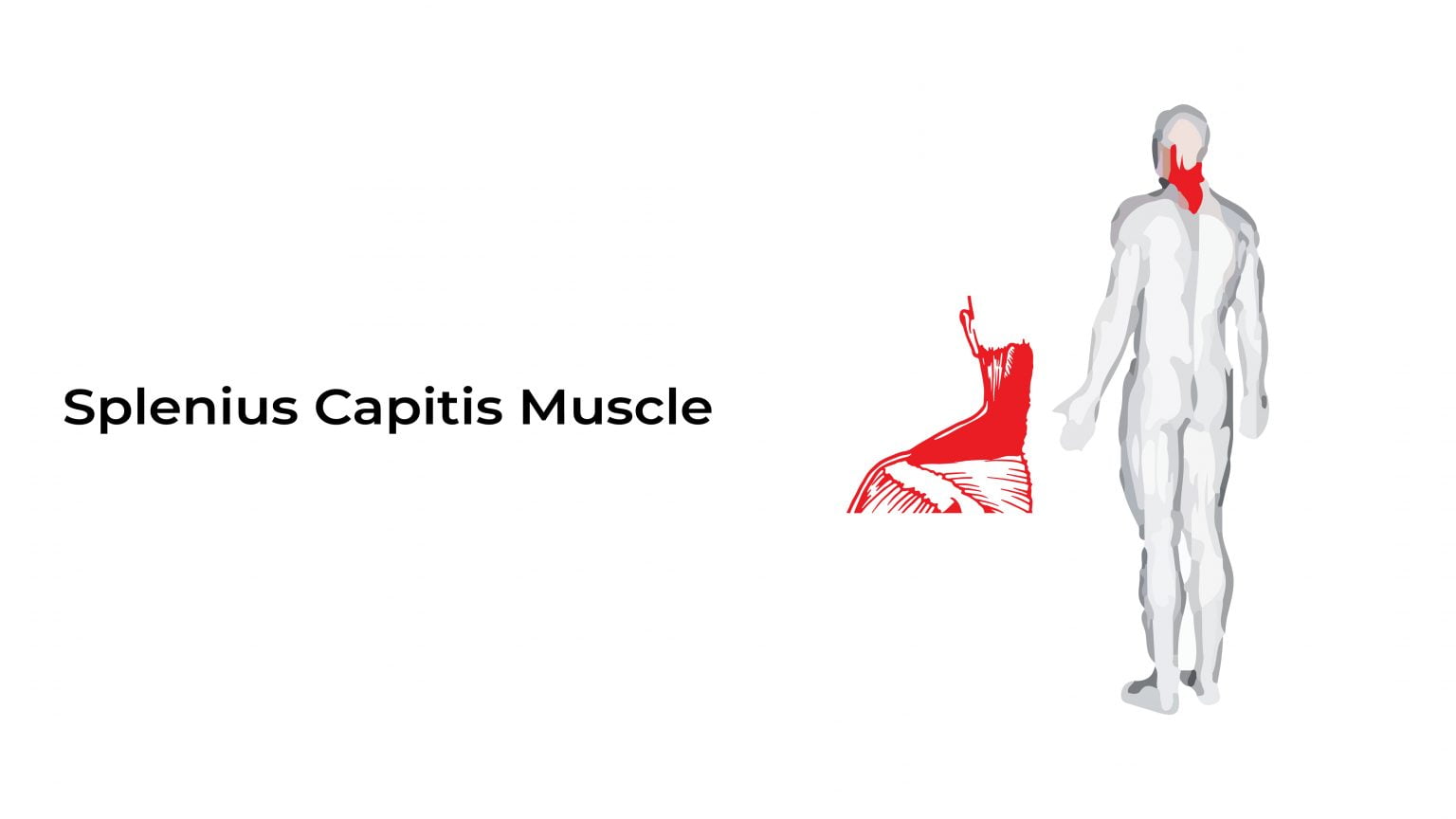 Splenius Capitis Muscle ~ Stat Cardiologist