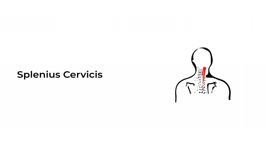 Splenius Cervicis ~ Stat! Cardiologis