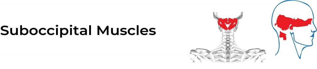 Occipital Muscle (OM): Origin, Function, and Pain ~ Statcardiologist