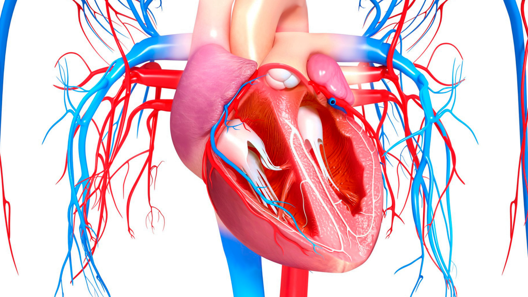Valve Disorders: Symptoms & Treatment ~ StatCardiologist